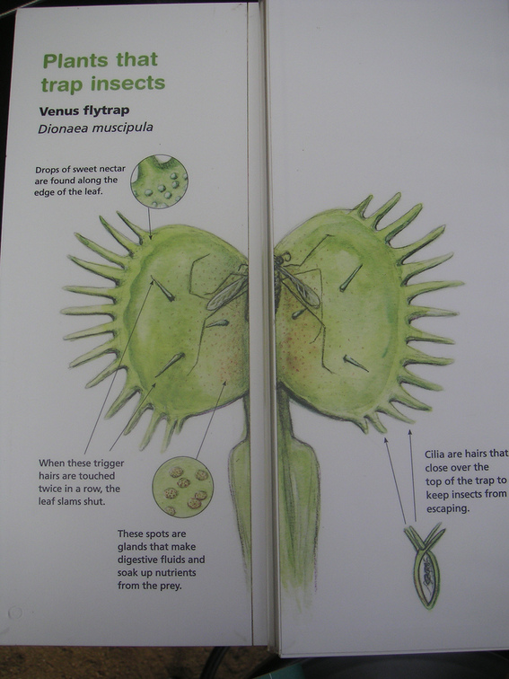 23 Venus Fly Trap Diagram JMSAZ